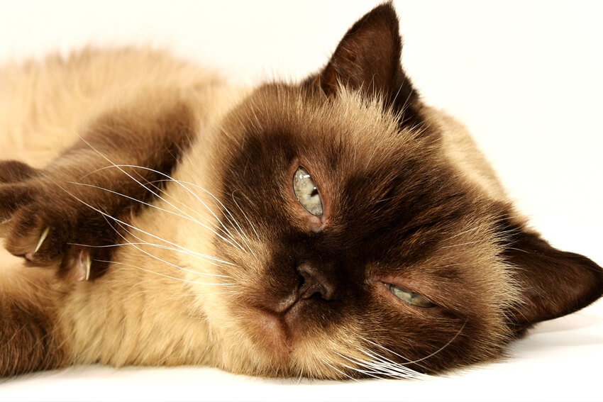 Por que os gatos ronronam? • Animaiz